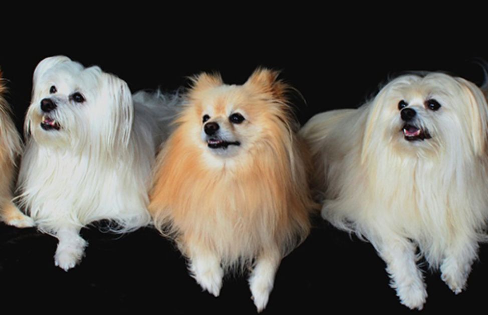 10 cani di piccola taglia che rimangono piccoli | DeAbyDay