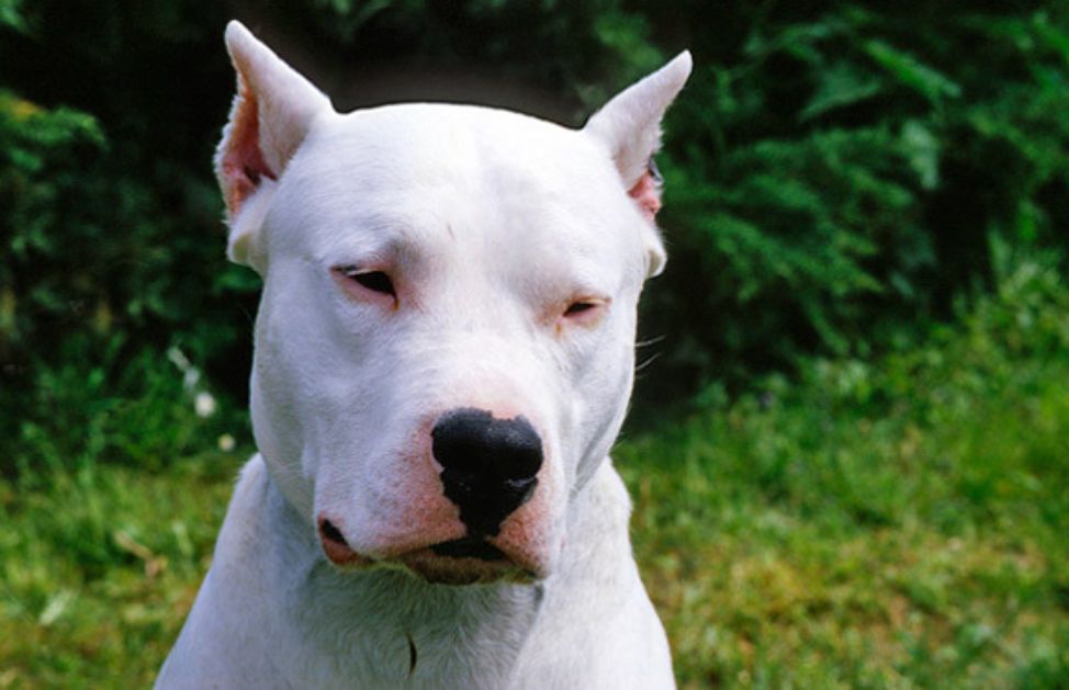 Le 5 caratteristiche fondamentali del Dogo argentino | DeAbyDay