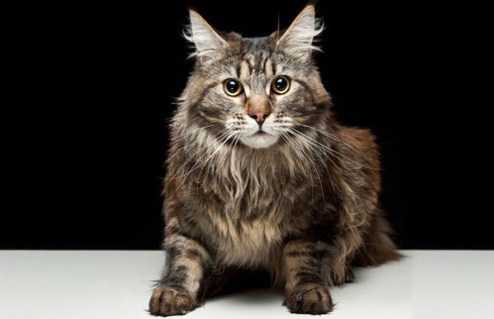 Le 5 caratteristiche fondamentali del Maine Coon | DeAbyDay
