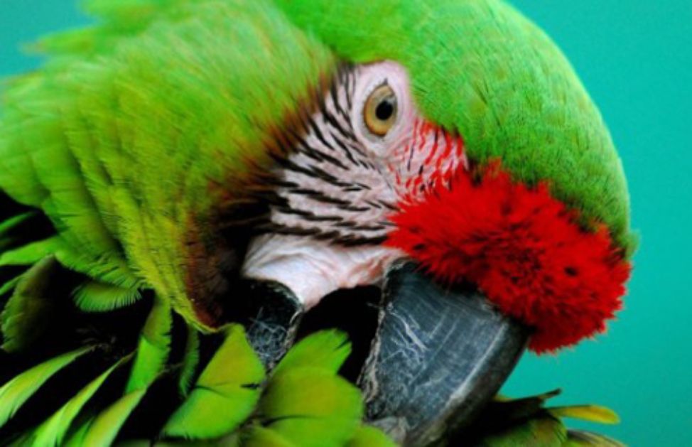 Le 5 cose da sapere prima di adottare un pappagallo | DeAbyDay