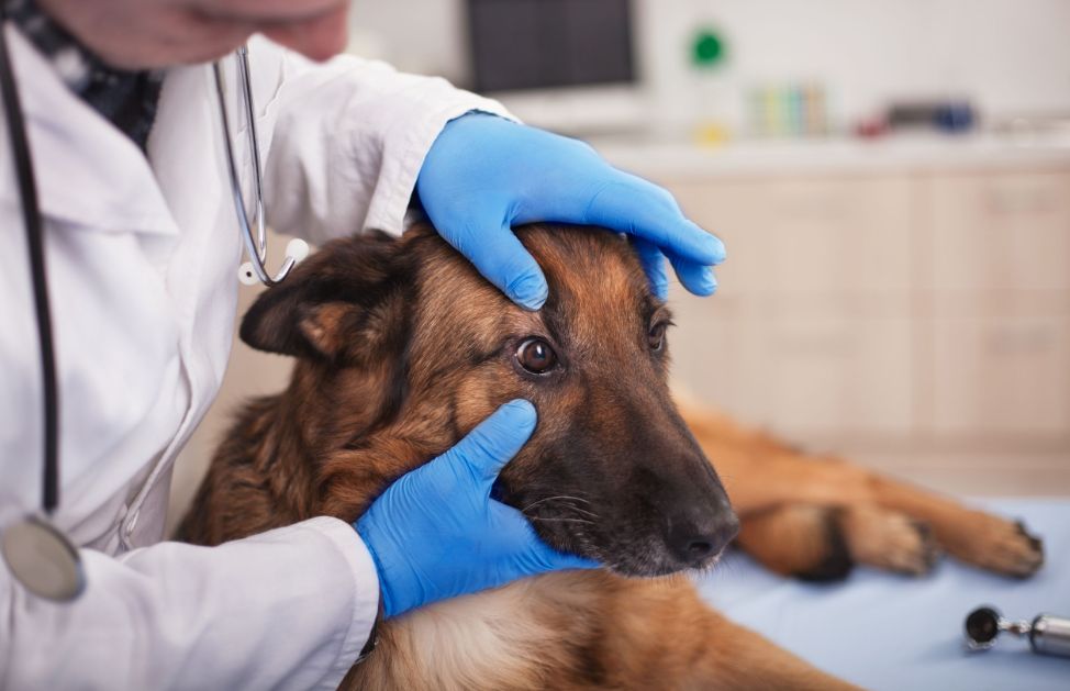 Cos'è la leishmaniosi canina? | DeAbyDay