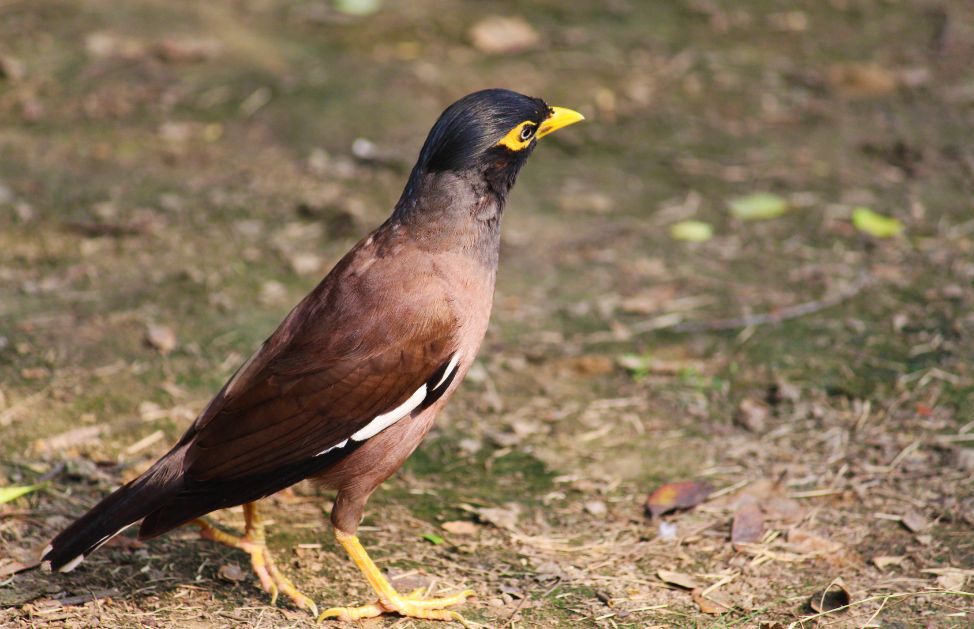 Quanto vive un merlo indiano parlante? | DeAbyDay