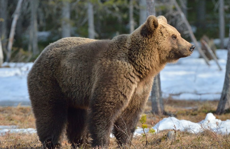 Orso M49 del Trentino: quale futuro dopo la cattura? | DeAbyDay