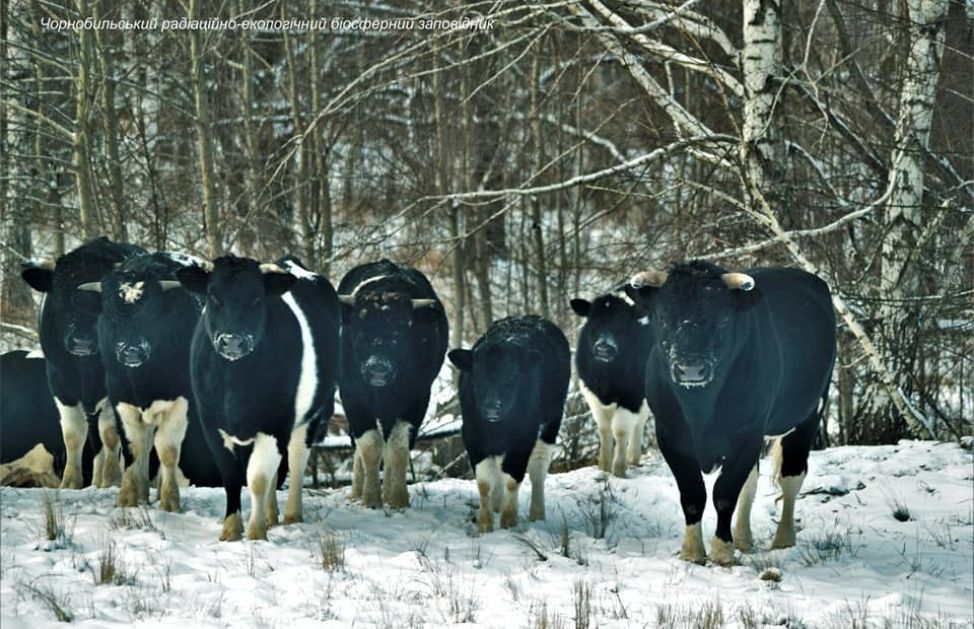 Animali di Chernobyl: le mucche sono diventate selvatiche | DeAbyDay