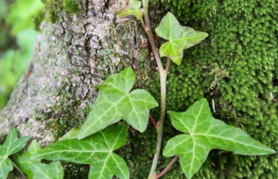 Come coltivare l’edera | DeAbyDay