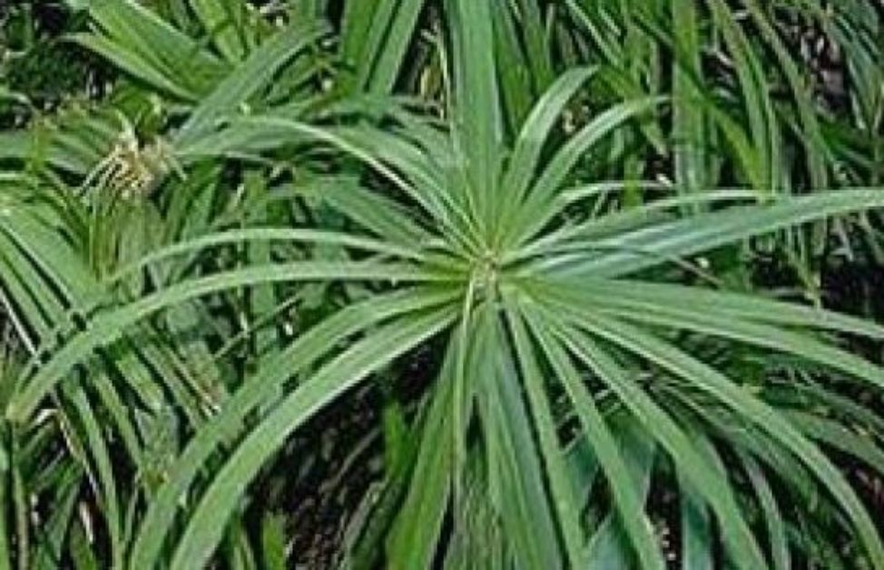 Come coltivare la pianta di papiro | DeAbyDay