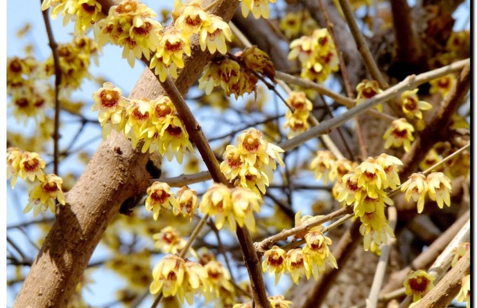 Come curare il Calicanto | DeAbyDay