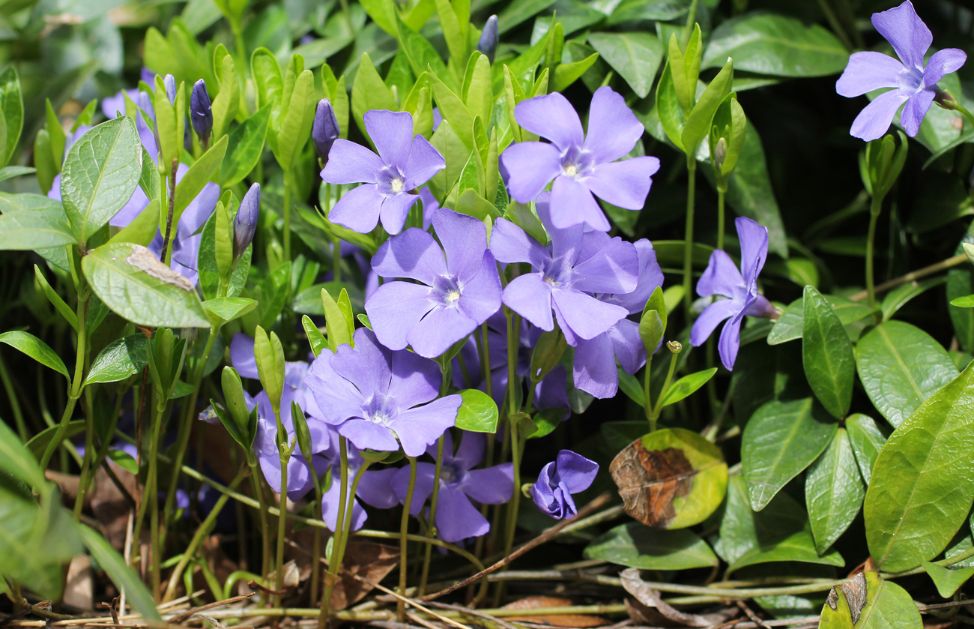 Pervinca: come farla crescere rigogliosa | DeAbyDay