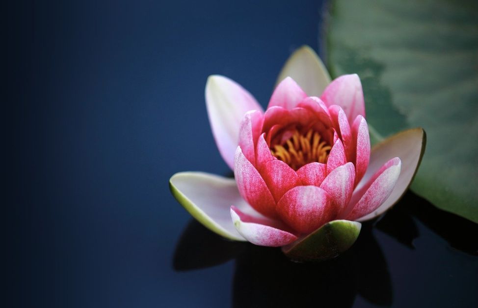 Tutto sul fiore di loto: storia, proprietà e simbologia | DeAbyDay