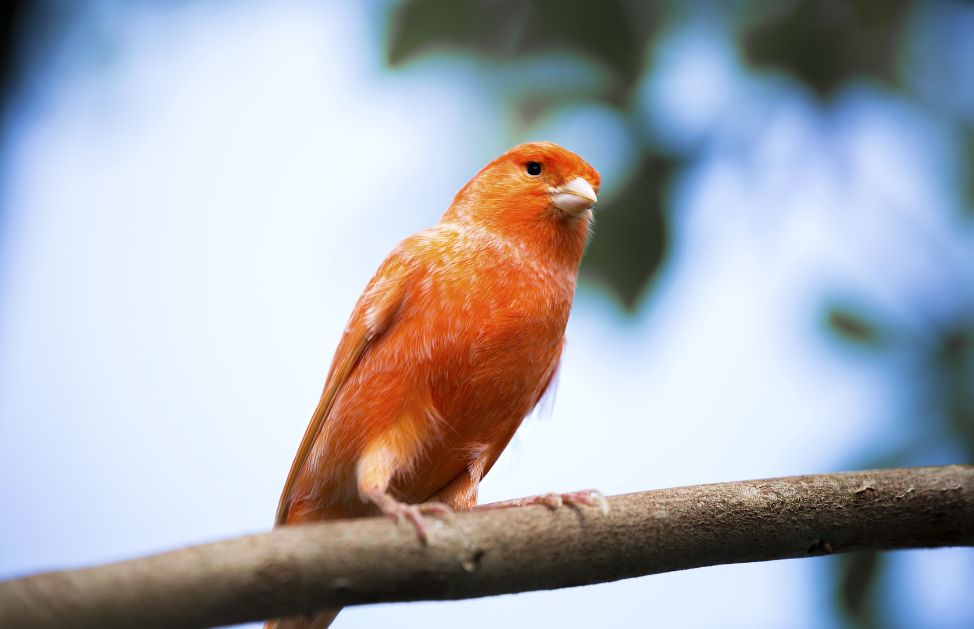 Come ravvivare i colori dei canarini con l'alimentazione | DeAbyDay