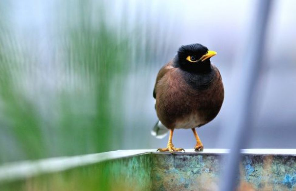 Come allevare il merlo indiano | DeAbyDay