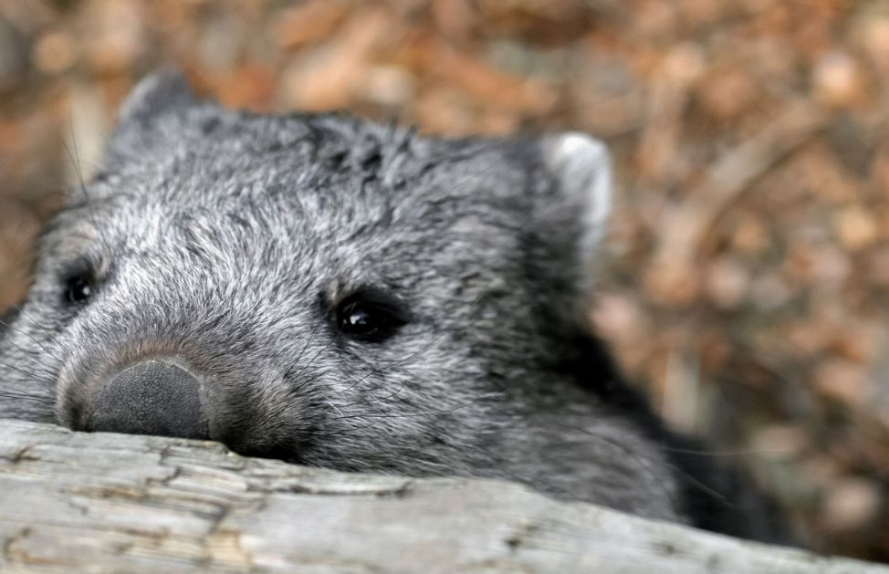 Dal dingo al wombat: gli animali australiani più strani | DeAbyDay