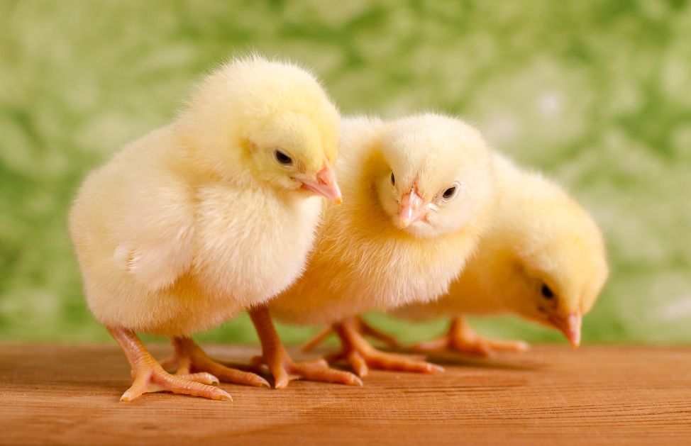 I pulcini hanno doti matematiche inaspettate | DeAbyDay