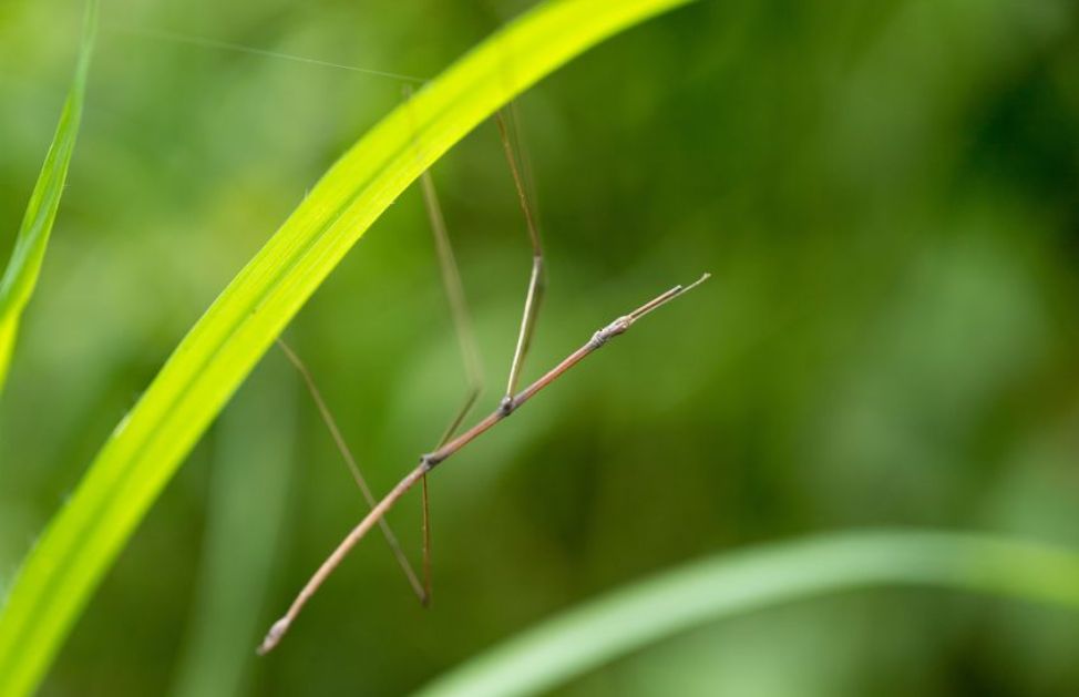 L’insetto stecco: dove vive, cosa mangia e quanto costa allevarlo ...