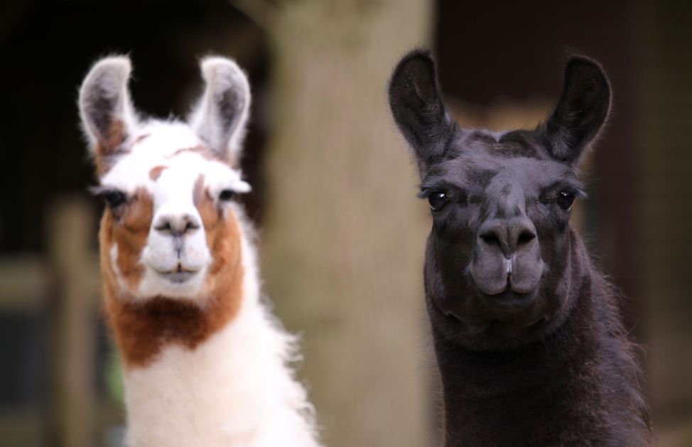 Lama e alpaca: che differenza c’è? | DeAbyDay
