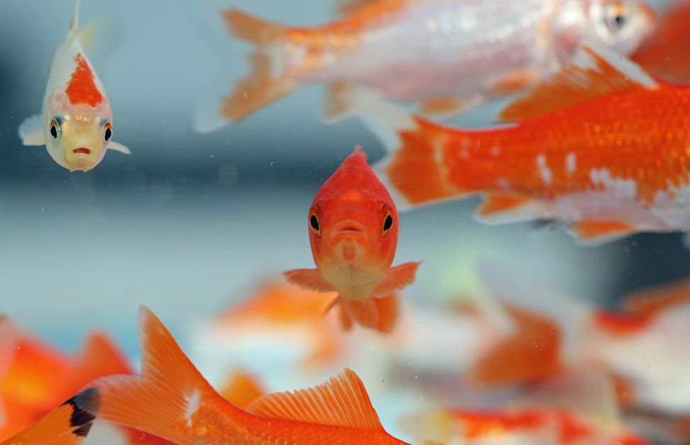 Pesce rosso: la convivenza in acquario con altri pesci | DeAbyDay