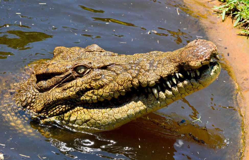 Tutto sul coccodrillo marino: quanto è grande, dove vive e perché gli ...