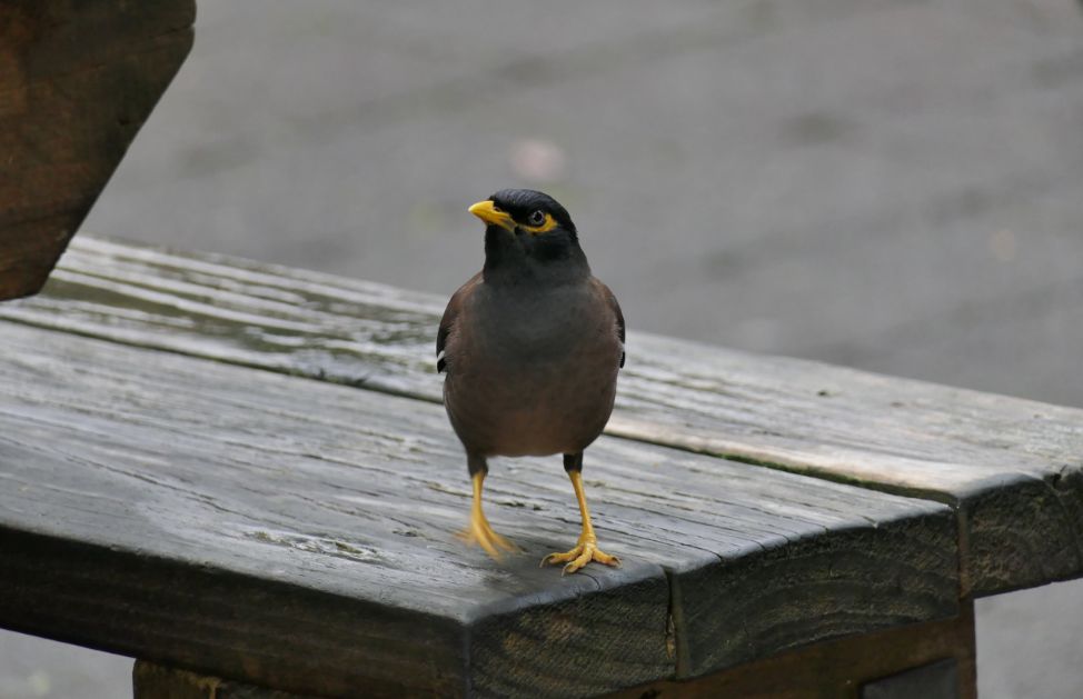 Uccelli parlanti: pregi e difetti del merlo indiano | DeAbyDay