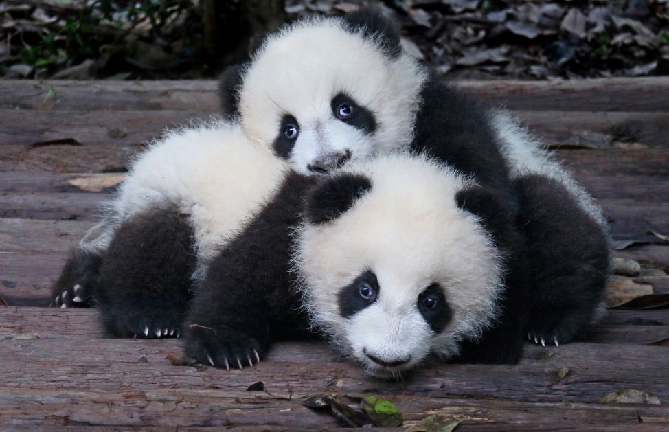Tutte le curiosità sui cuccioli di panda gigante | DeAbyDay