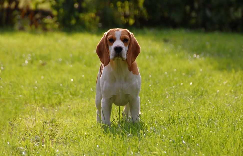 Cane razza Beagle: caratteristiche e curiosità | DeAbyDay