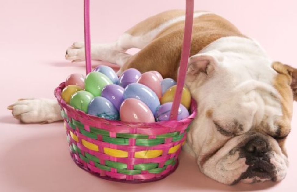 Come partecipare al gioco delle uova di Pasqua insieme al nostro cane ... Come partecipare al gioco delle uova di Pasqua insieme al nostro cane ...