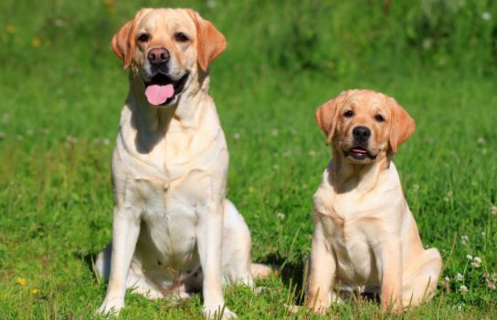 Come scegliere il cane: il Labrador retriever | DeAbyDay