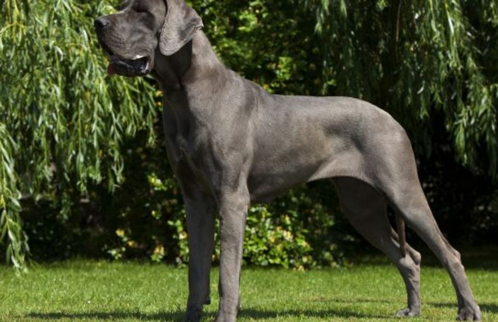 Come scegliere il cane di razza: l’alano | DeAbyDay