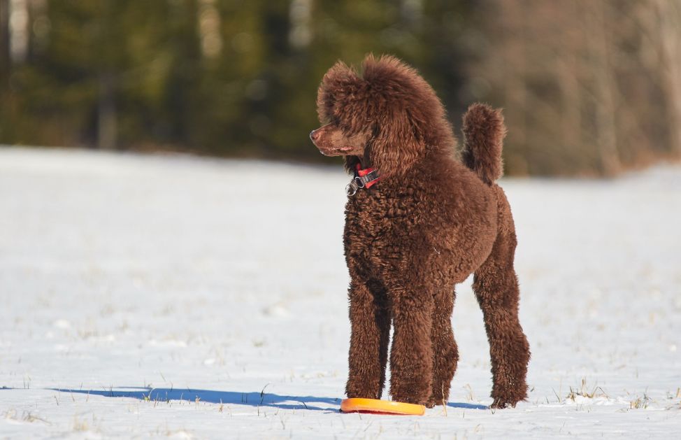 Il Barbone (o barboncino): caratteristiche, standard e prezzi | DeAbyDay