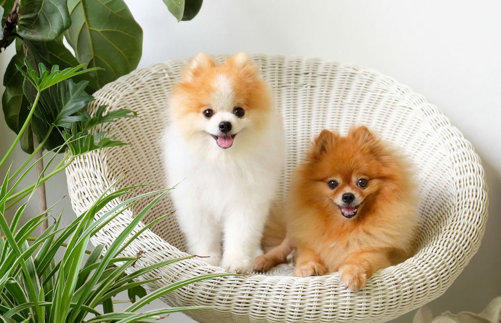 Razze canine: caratteristiche del Volpino Pomerania | DeAbyDay