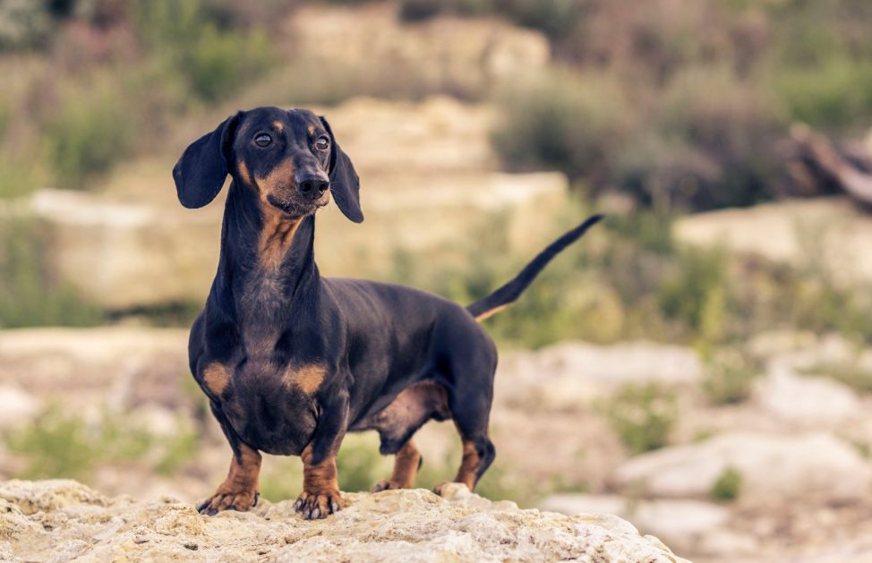 Tutto sulla razza Bassotto | DeAbyDay