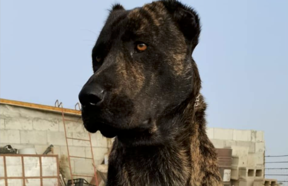 Dogo sardo: origini, caratteristiche ed educazione | DeAbyDay