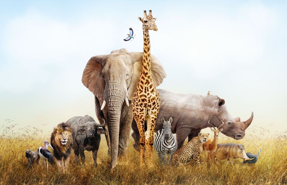 Tutto sui versi degli animali | DeAbyDay