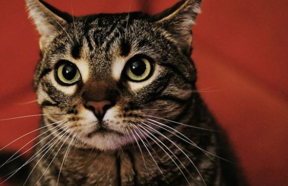 Come far dimagrire il tuo gatto in sovrappeso | DeAbyDay