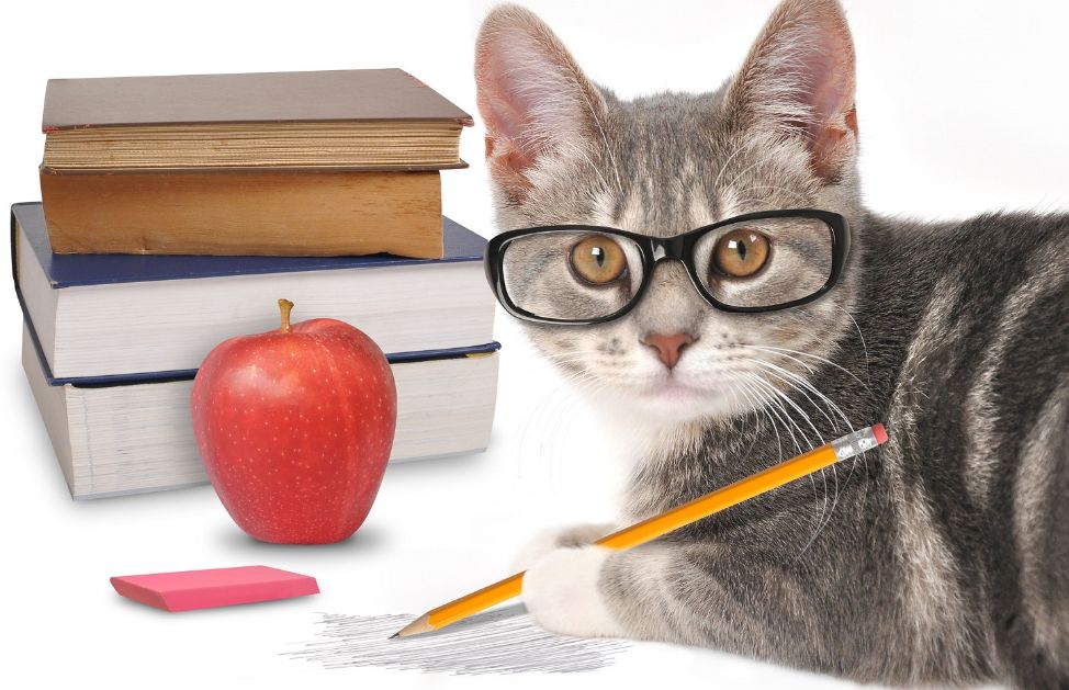 Come fare il test d'intelligenza a un gatto | DeAbyDay