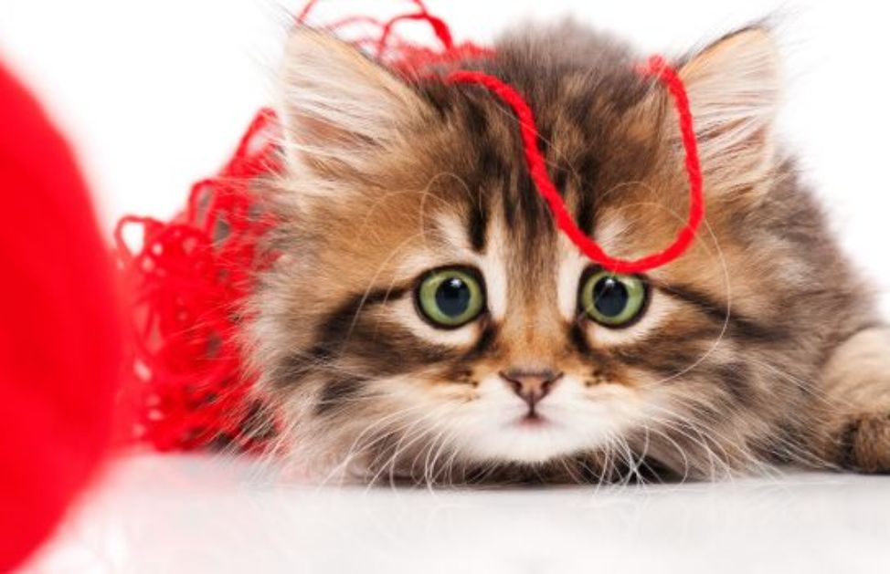 Come risolvere il problema delle palle di pelo nel gatto | DeAbyDay