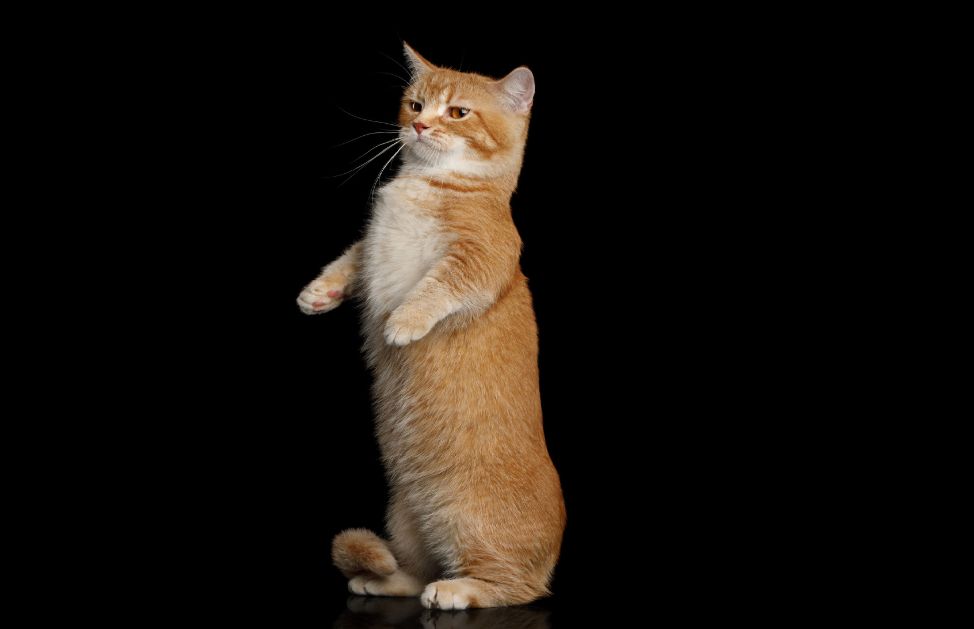 Gatto nano: tutto sul gatto che resta piccolo tutta la vita | DeAbyDay