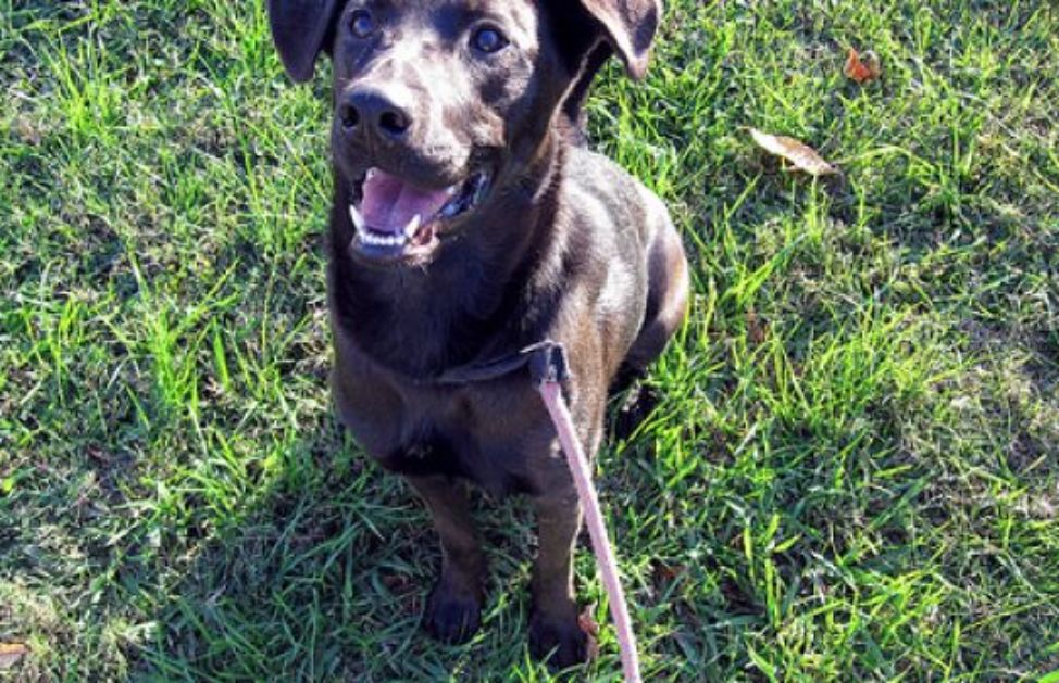 Come insegnare al cane il comando “seduto” | DeAbyDay