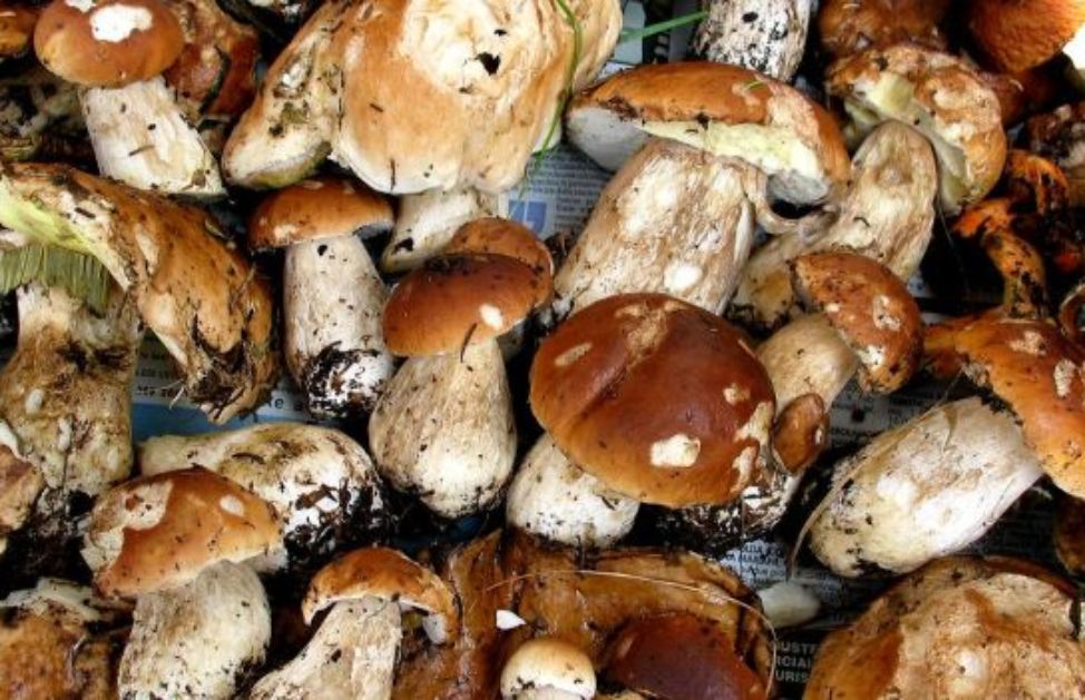 Come prevenire l'intossicazione da funghi: la guida del Ministero della ...