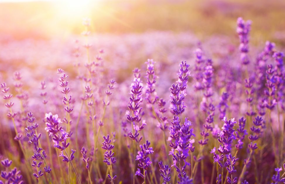 Lavanda: coltivazione, proprietà e usi | DeAbyDay