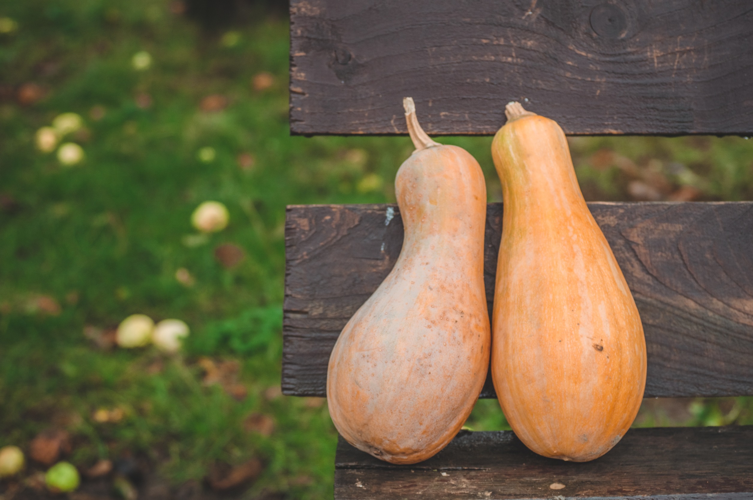 Tipi di zucca: caratteristiche e usi tipici in cucina | Deabyday